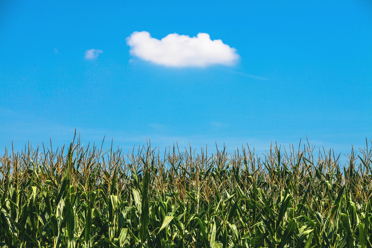 Changing Temperatures Boost U.S. Corn Yield — For Now | Harvard ...